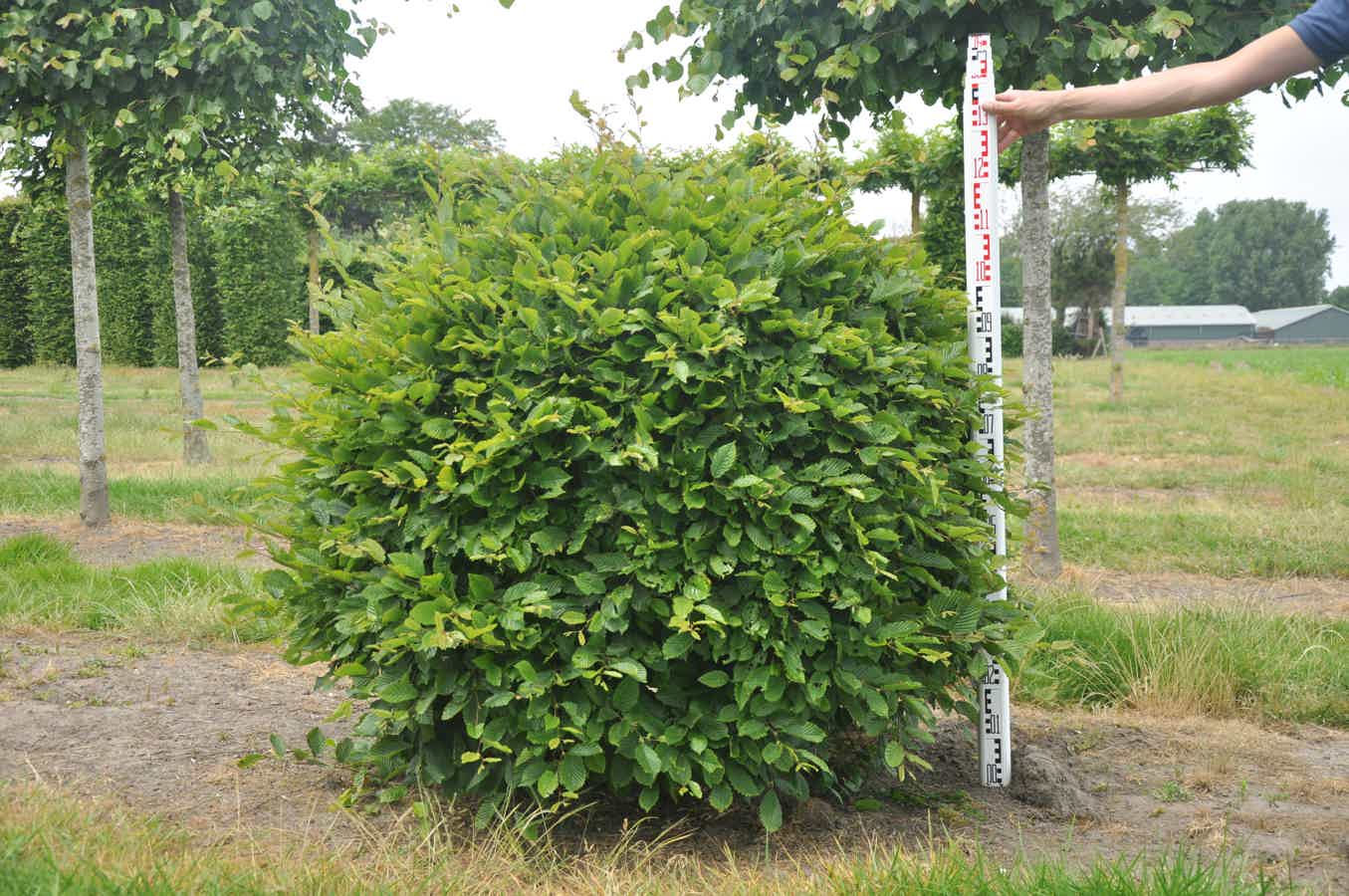Topiary | Urban Trees