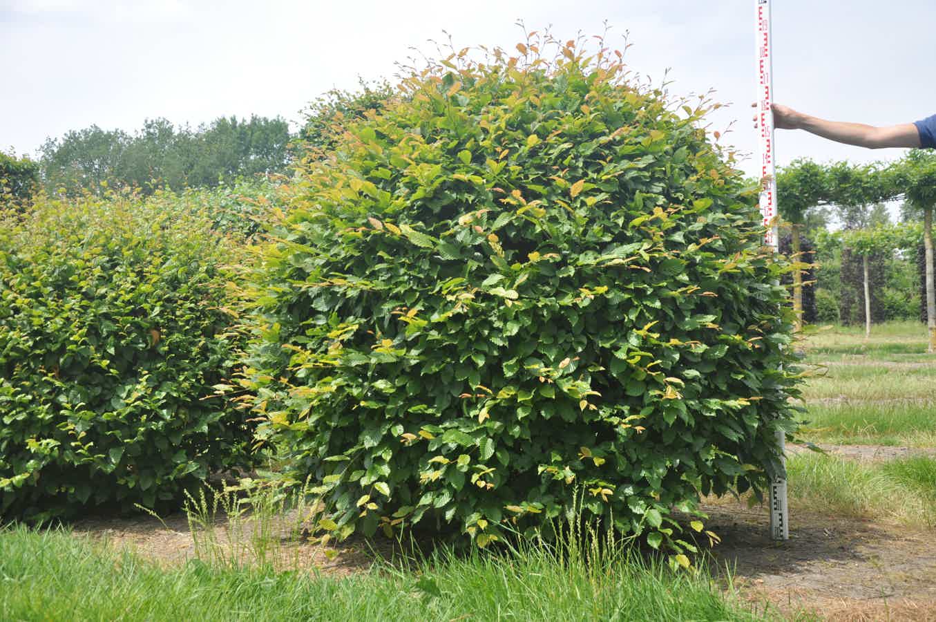 Topiary | Urban Trees